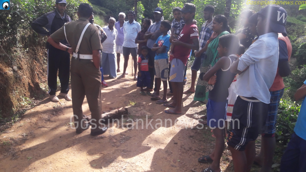 සුනඛයින් සපා කා මියගිය හඳුන් දිවියෙකු මස්කෙළියෙන් හමුවේ