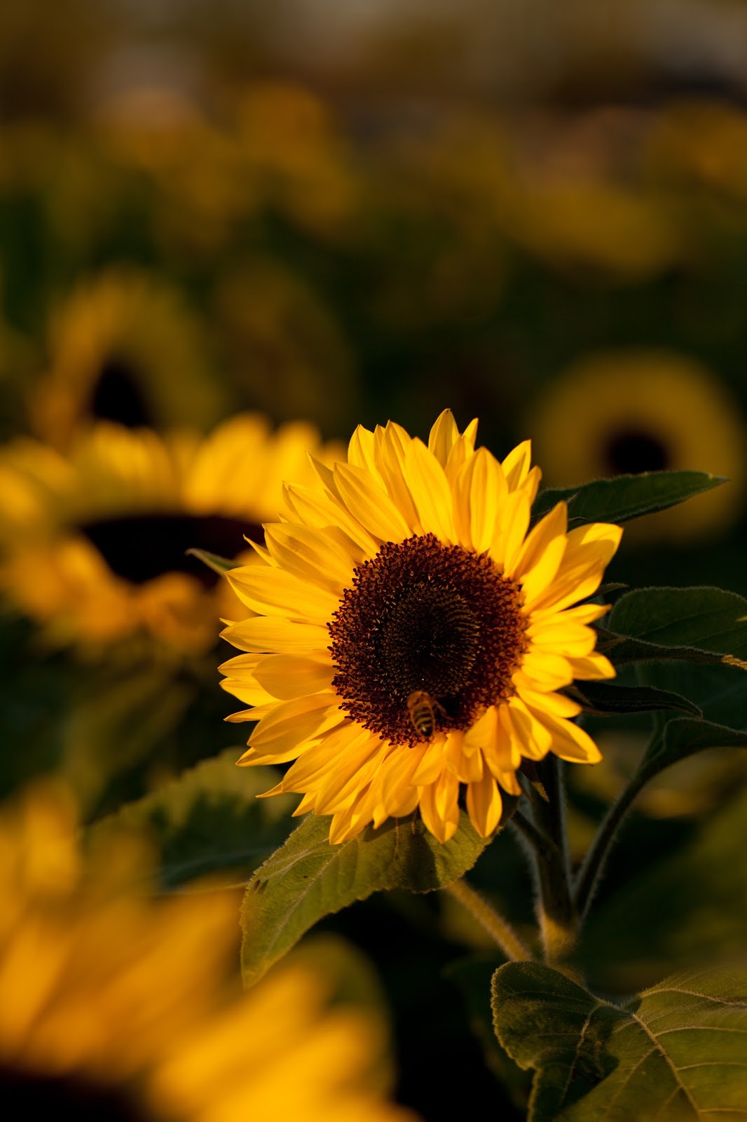 Gardenology: Very Amazing Flowers