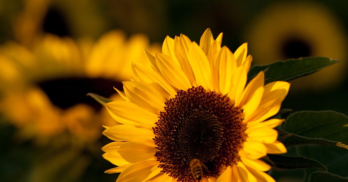 Gardenology: Very Amazing Flowers