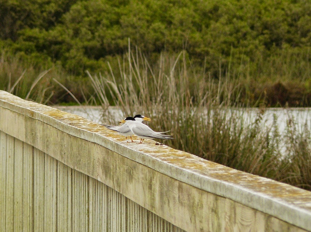 BIRDING THE CENTRAL COAST: OSO FLACO STATE PARK