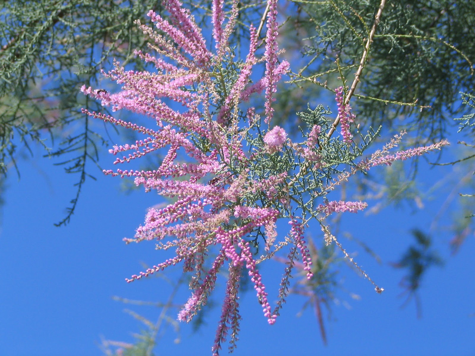 LA MULTI ANI, ROMANIA!: Tamarix