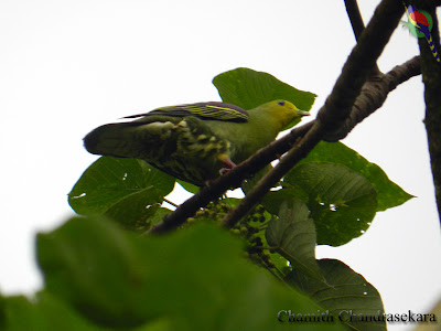 Birding Sri Lanka: Birding In Warapitiya - Matale , Sri Lanka
