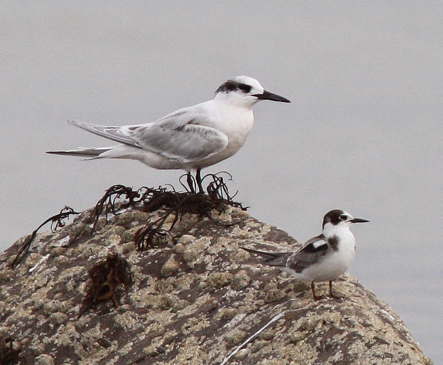 Kerry Birding: Black Tern, Curlew Sand