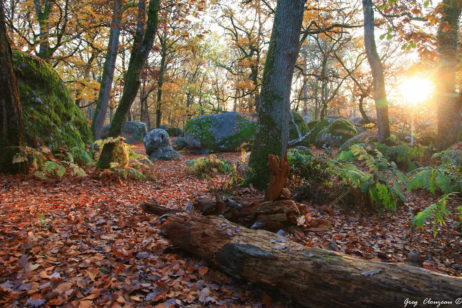 2018 ~ FontaineBleau Passion