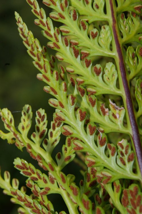 FAMILIA DE HELECHOS EN PUERTO RICO: ASPLENIACEAE ASPLENIUM Y HEMIDICTYUM