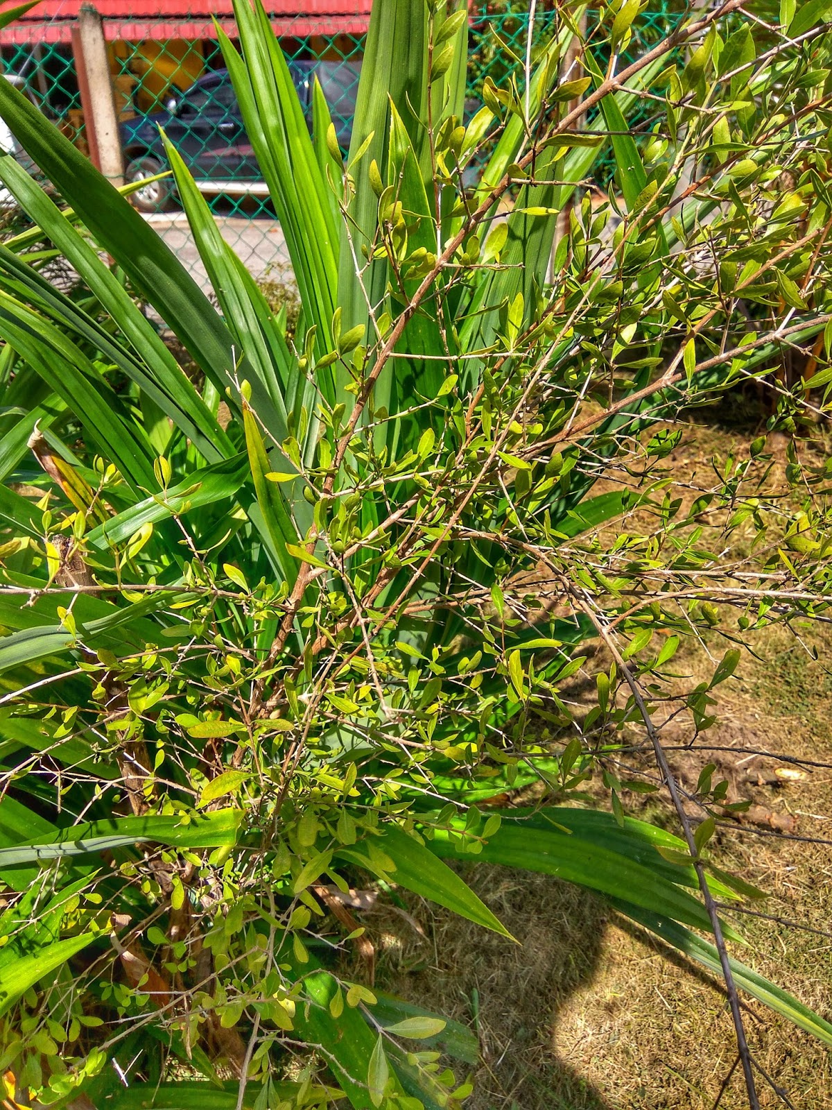 BREAKING THE IMPOSSIBLE : Khasiat dan Kegunaan Daun Inai