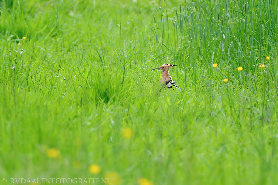 Vogel- en Natuurfotografie door Remco van Daalen: De Hop (Hoopoe, Upupa ...