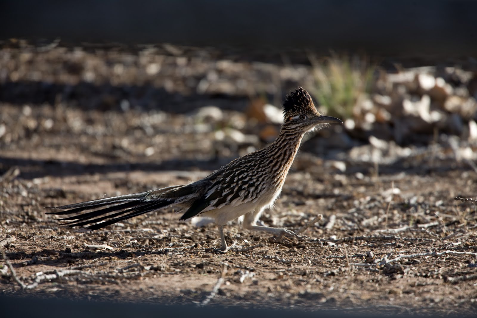 Garden Birds and other sightings...: 2 days in Albuquerque - PM Monday ...