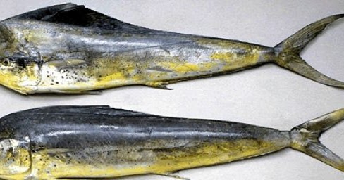 In the Mediterranean island of Malta