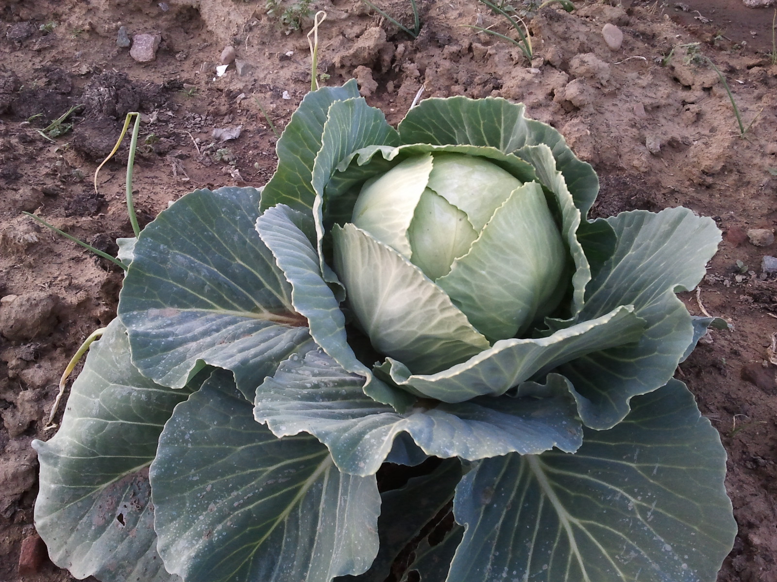 Faenas de la Huerta: La Col repollo
