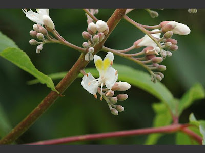 Indian Horsechestnut - Aesculus indica