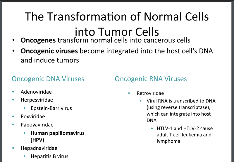 EXAMS AND ME : Virus and Cancer