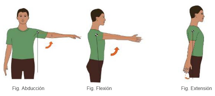 Nuestro esqueleto: Miembro superior: Articulación del hombro