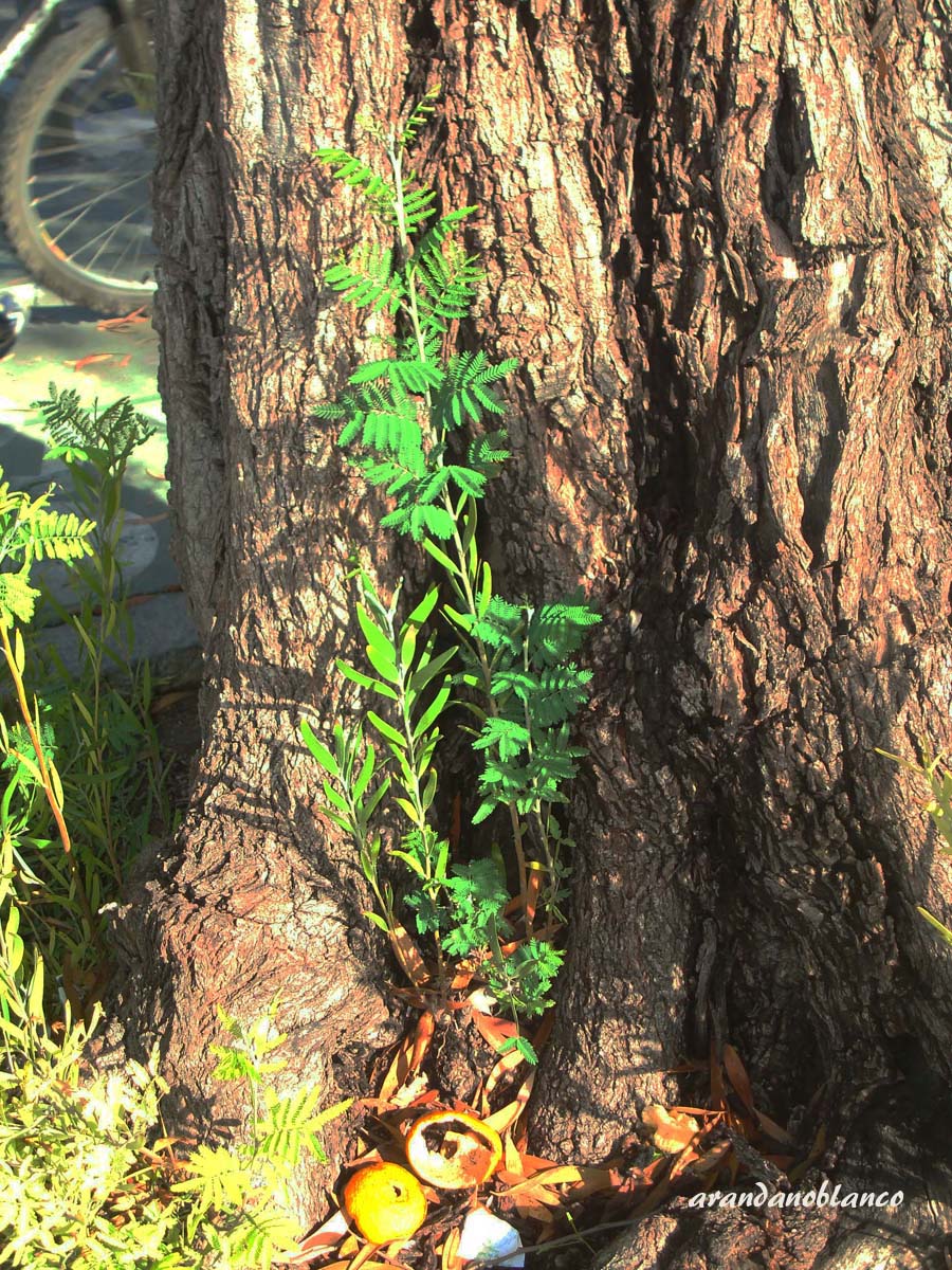 elarbolmiamigo-encinarosa: Acacia negra / Aromo australiano / Acacia ...