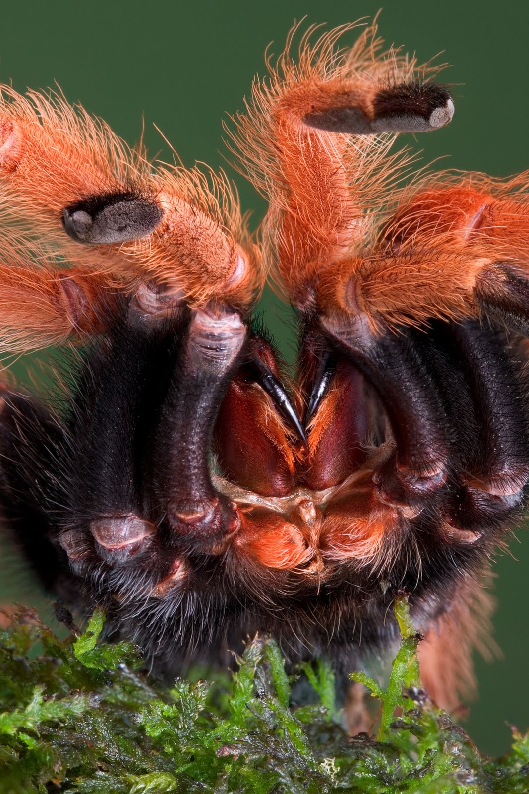 TARANTULAS: Alive And Up Close: Anatomical Details