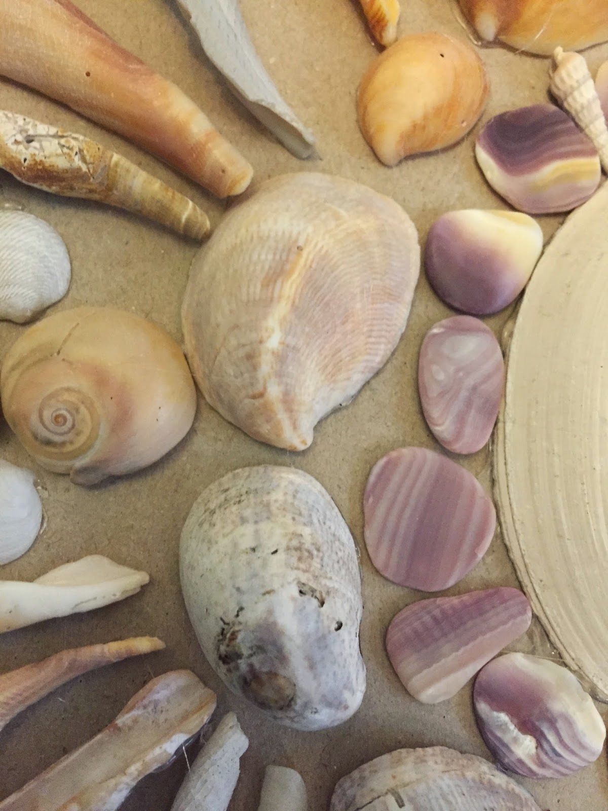 Lava of Ocean Dawn: The Shells of Maryland