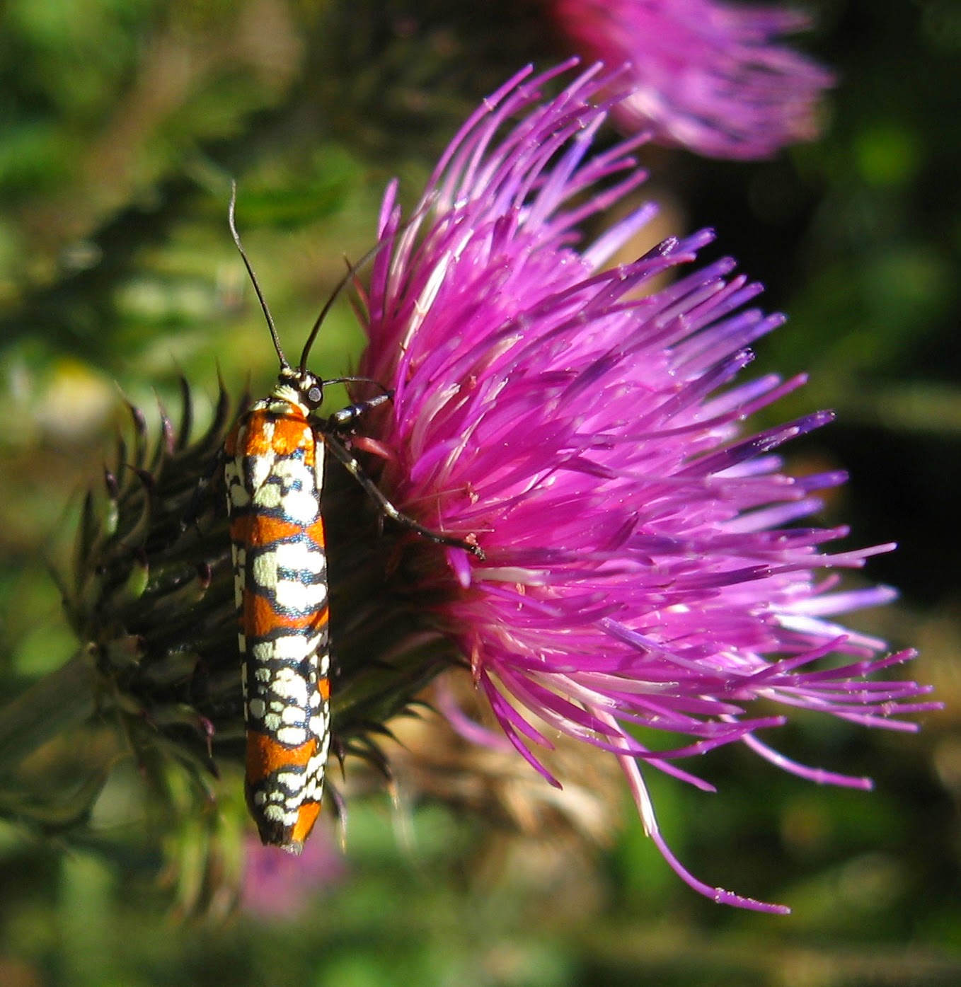 Tangled Web: An Autumnal Atteva aurea
