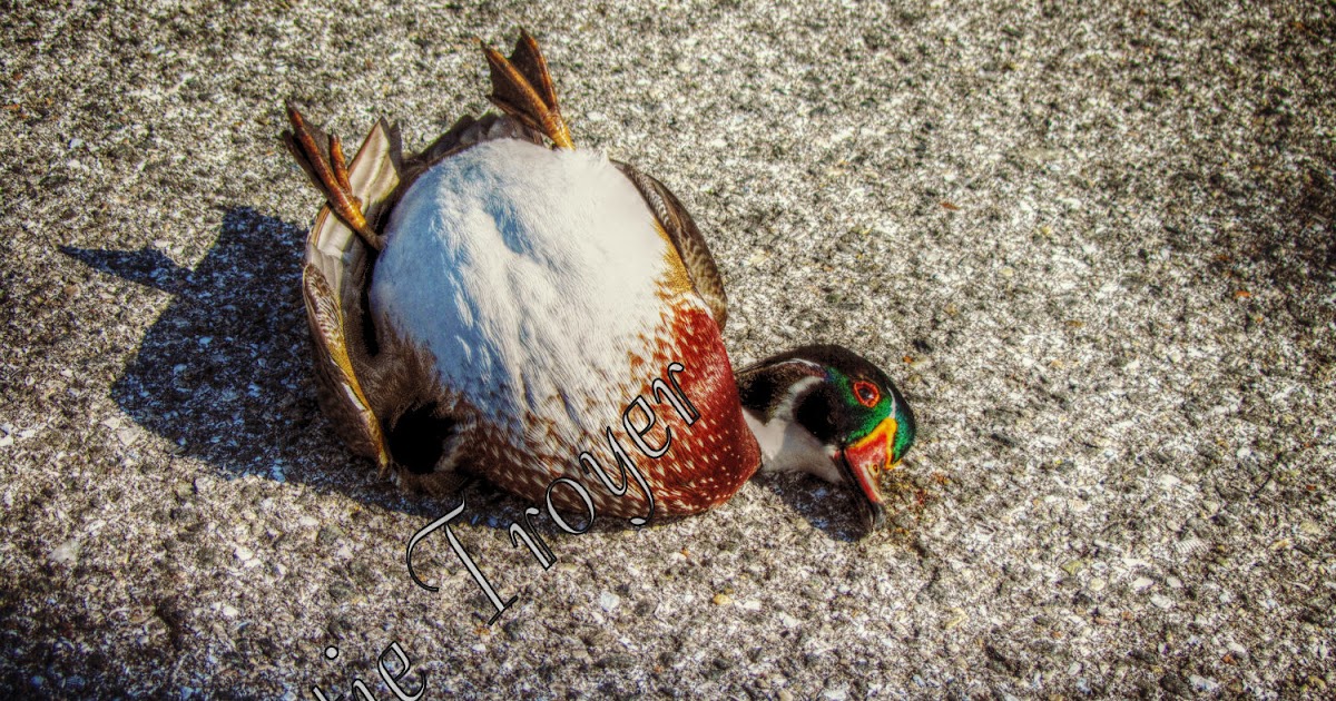 Project 365: Year 2, Day # 51 - Dead Duck