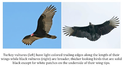 Texas Cryptid Hunter: The Killer Vultures of Bell County