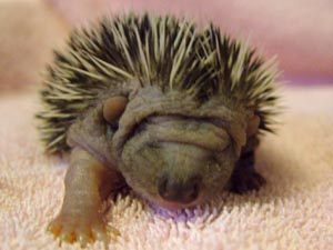 The Hedgehog Shed: Helping hoglets