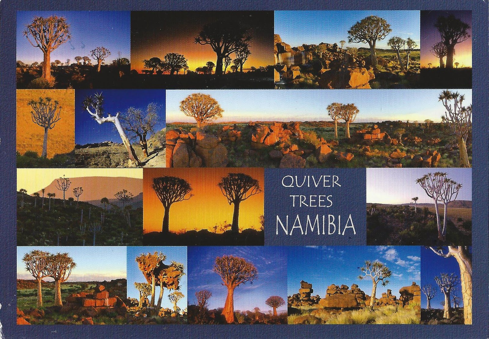 A Journey of Postcards: Quiver trees | Namibia