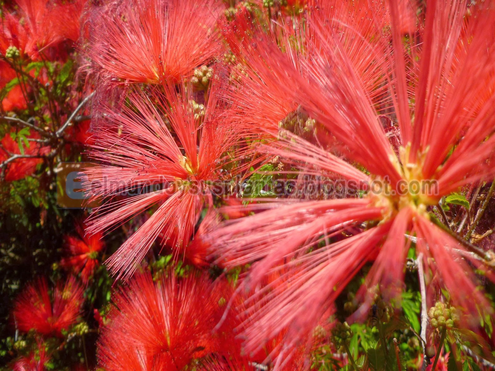Nombre Científico o Latino Calliandra tweedii, nombre común o vulgar ...