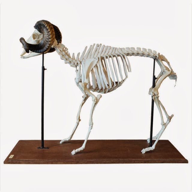 Ram's Horn: Ram Anatomy