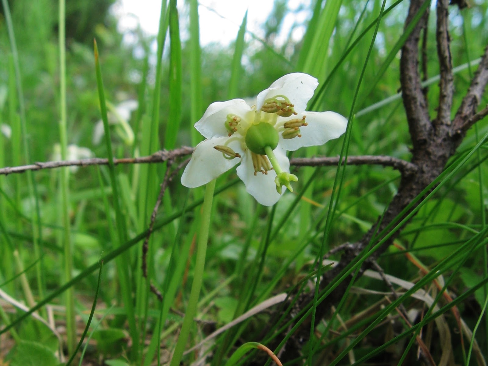 Retkiä kasvimaailmaan: Tähtitalvikki