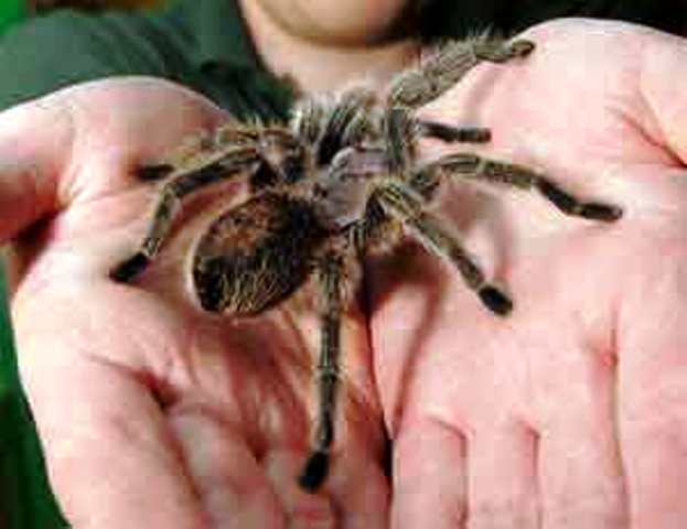 Luciano Rocha: ANIMAIS EXÓTICOS... DE ESTIMAÇÃO