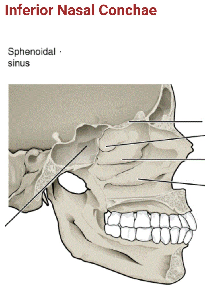 Inferior nasal conchae - www.24wikiss.blogspot.com