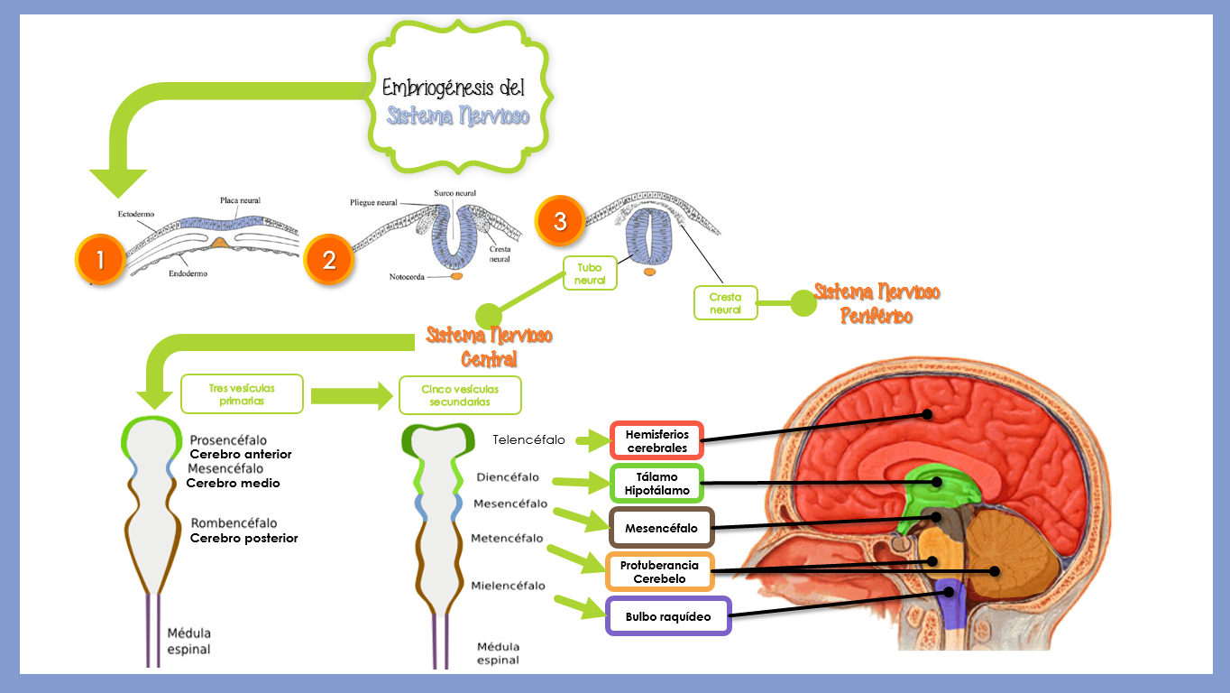 RESUMEN NEUROPSICOLOGIA