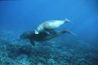 The Environmental Post: Threatened Species: Dugong