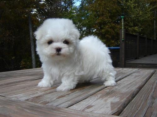 LOS PERRITOS MAS BONITOS: PERRITOS