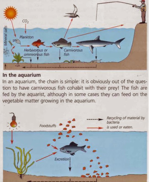 Aquarium : Fresh Water Temperature, Characteristics,Scientific Values ...