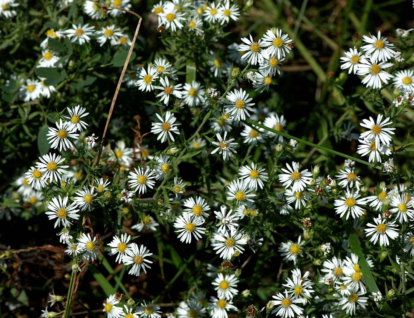 Field Biology in Southeastern Ohio: Some Ohio Asters