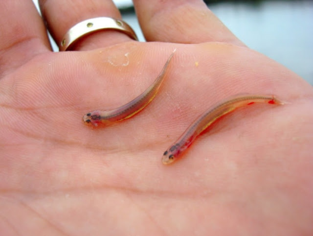 El temible pez que ataca al pene humano; se asegura que comunidades ...