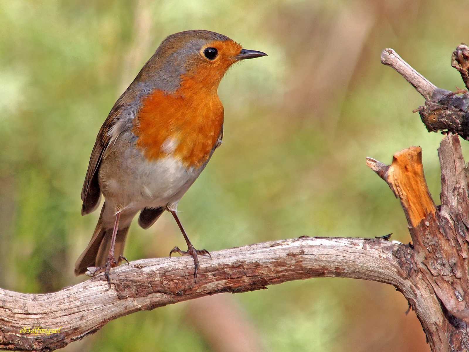 MIS AMIGAS LAS AVES: Petirrojo europeo (Erithacus rubecula)