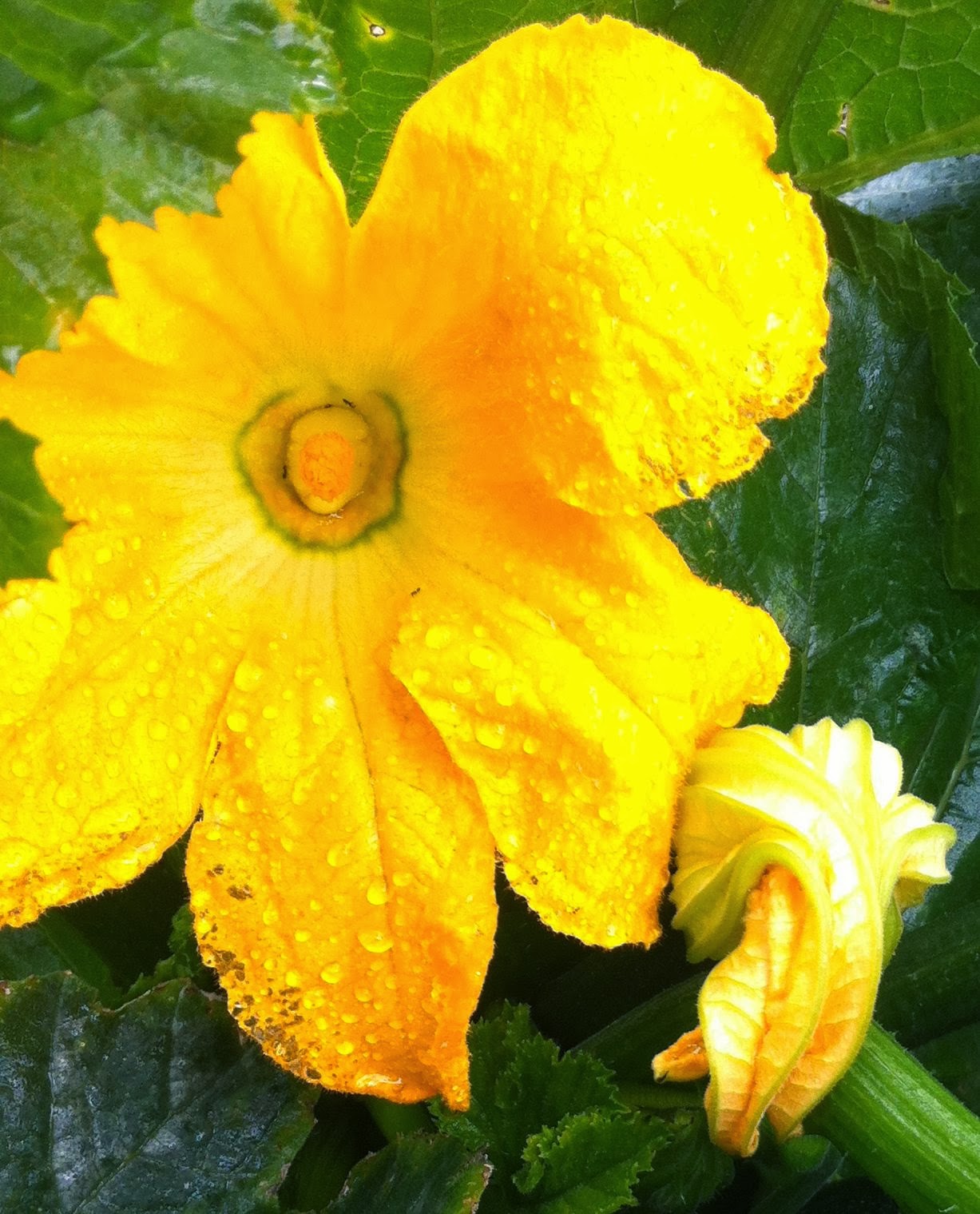 Living In The Land Of Oz: Zucchini Abundance