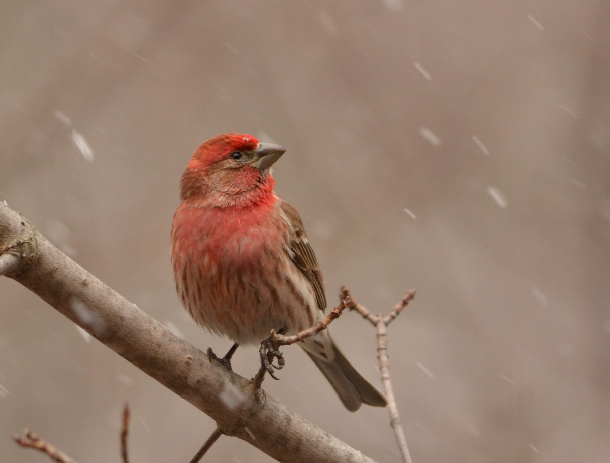 Woods Walks and Wildlife: March 2015