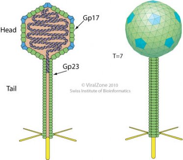 Vius Siphoviridae ~ Virus Information