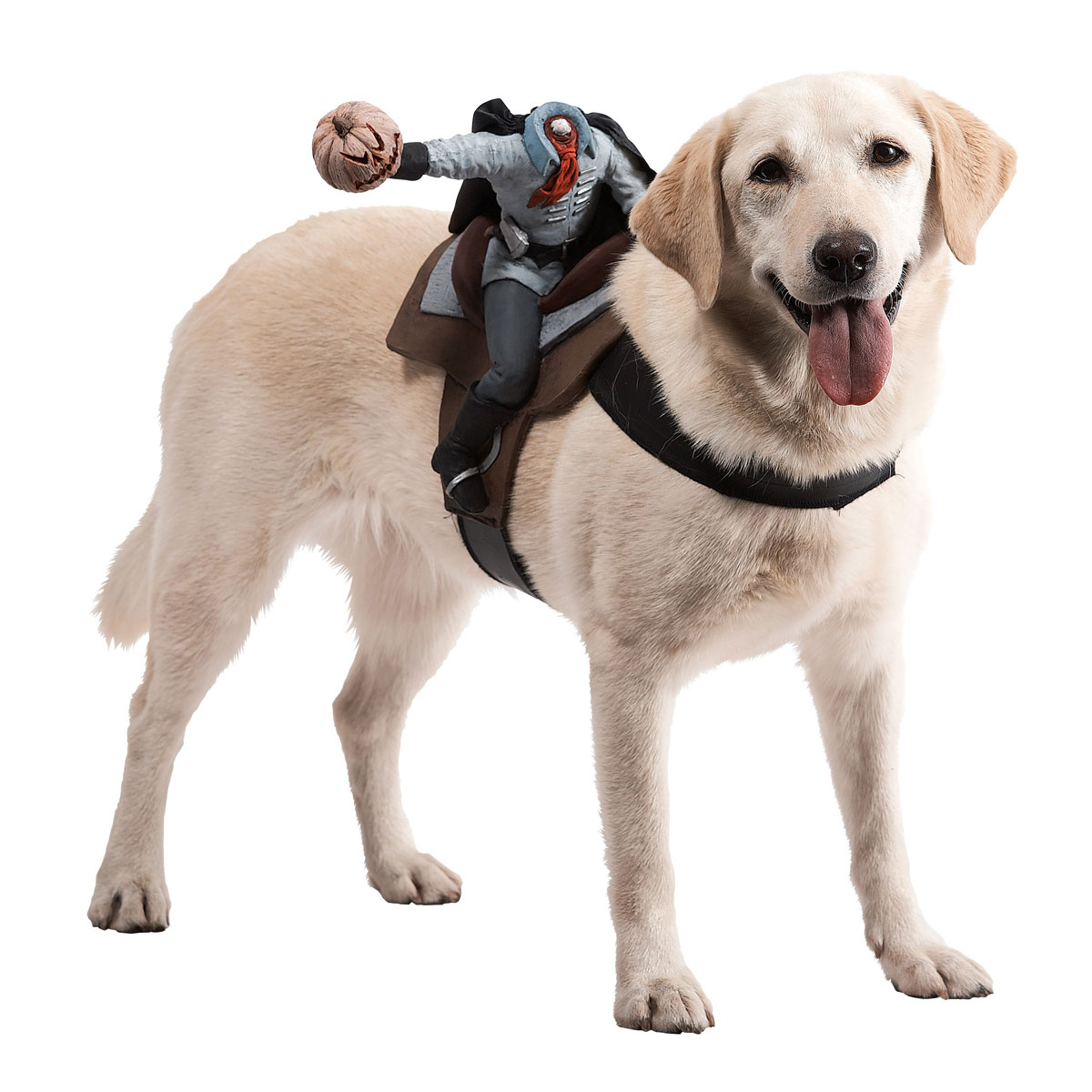 TIDO TANG: Dog Rider Pet Costume