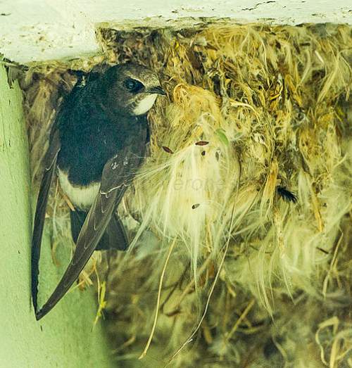 Little swift photos | Birds of India | Bird World