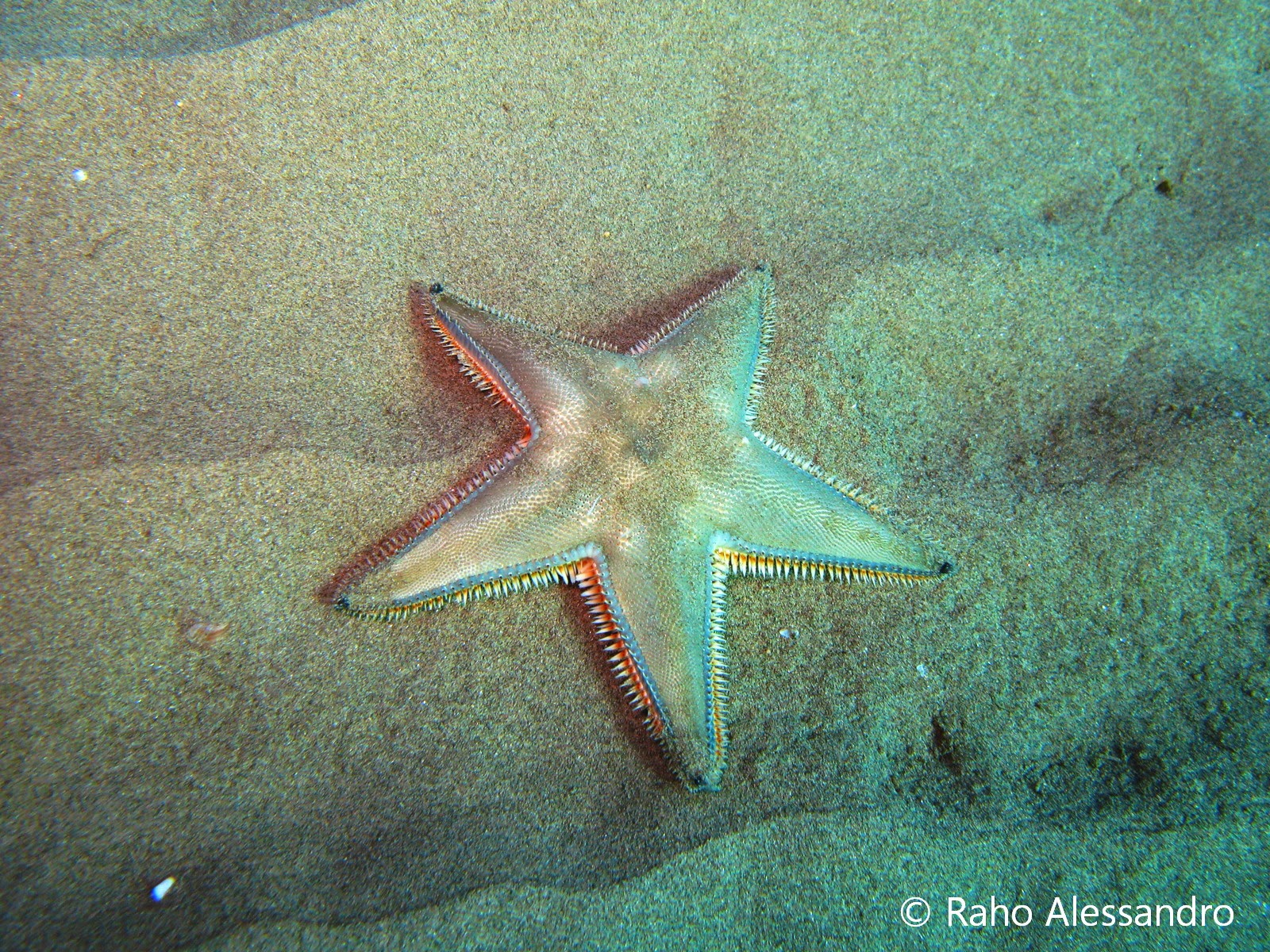 Necton e Plancton: Echinodermi: Stella di Jonston