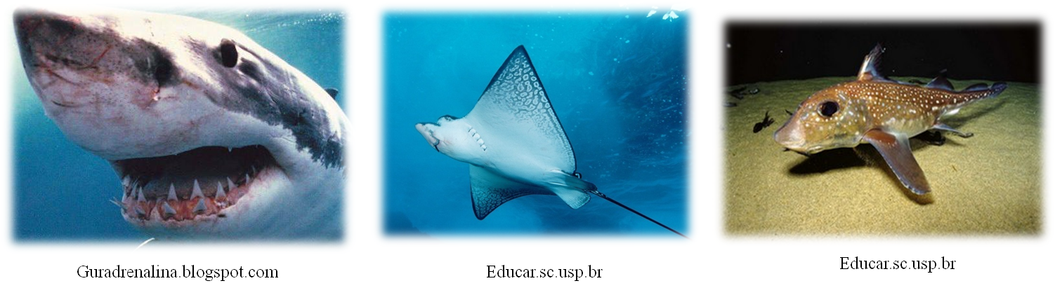 ZooBio: Peixes