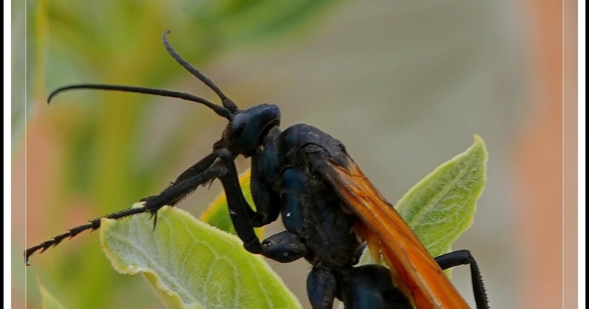 Ken's Photo Gallery: Tarantula Hawk Wasp (Pepsis species)
