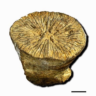 Variety of Life: Stylophyllidae