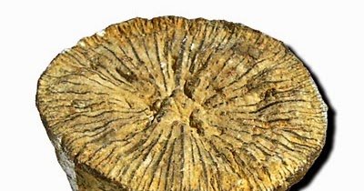 Variety of Life: Stylophyllidae