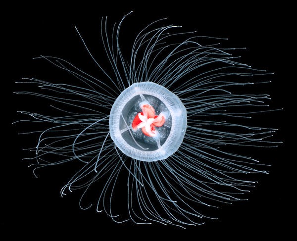 Turritopsis Dohrnii – Is It Really Immortal?