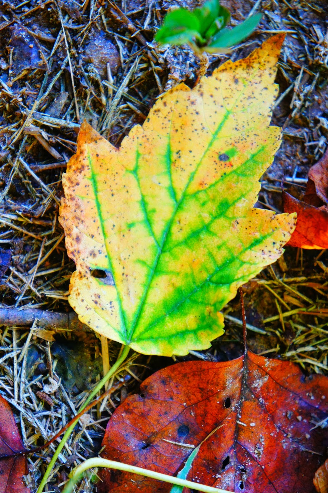 15 autumn leaves free pictures