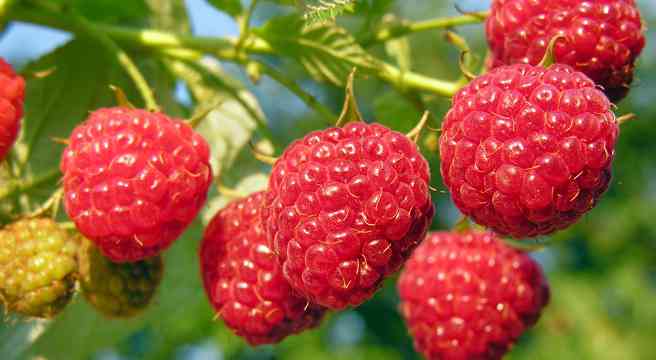 Escuela Dominical Maranatha: VIVIENDO UNA VIDA FRUCTÍFERA ( 3 de ...